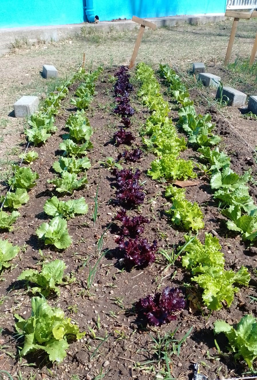 Vinculando actividades de carpintería y huerta: Trabajo entre la FAV ...