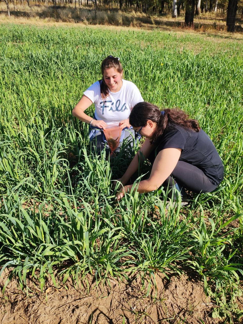 La Importancia De Medir El Pasto Facultad De Agronomía Y Veterinaria